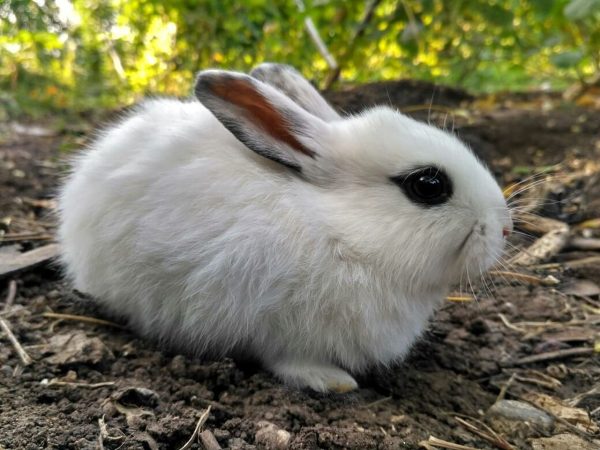 15 of the Best Rabbit Breeds for Pets | Petstup.com