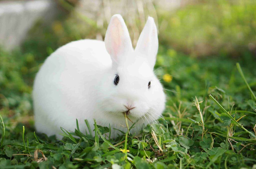 15 of the Best Rabbit Breeds for Pets | Petstup.com