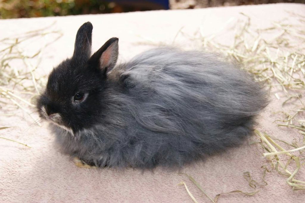15 of the Best Rabbit Breeds for Pets | Petstup.com