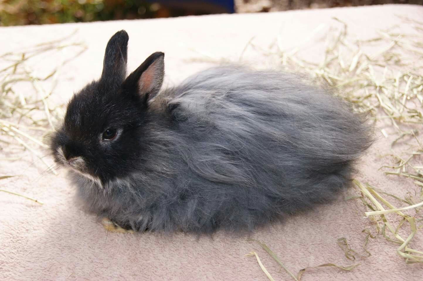 15 of the Best Rabbit Breeds for Pets | Petstup.com