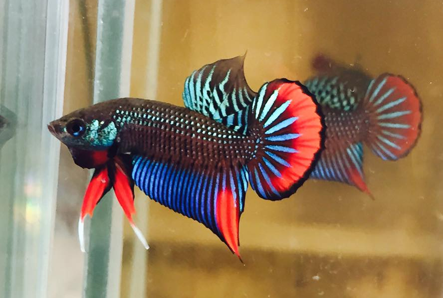 Top 13 Beautiful Betta Fish Types Classified by Their Tails | Petstup.com