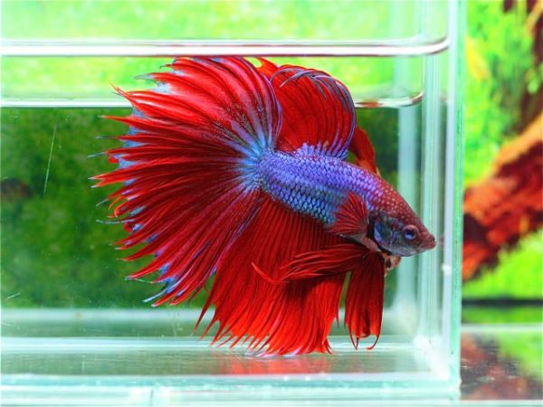 Top 13 Beautiful Betta Fish Types Classified by Their Tails | Petstup.com