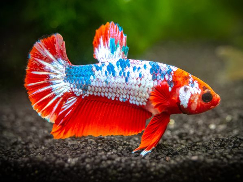 Top 13 Beautiful Betta Fish Types Classified by Their Tails | Petstup.com