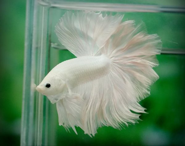 Top 13 Beautiful Betta Fish Types Classified by Their Tails | Petstup.com